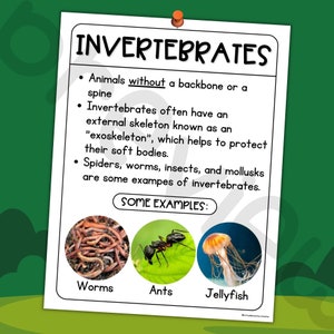 Vertebrate and Invertebrate Posters Animal Classification Anchor Charts ...