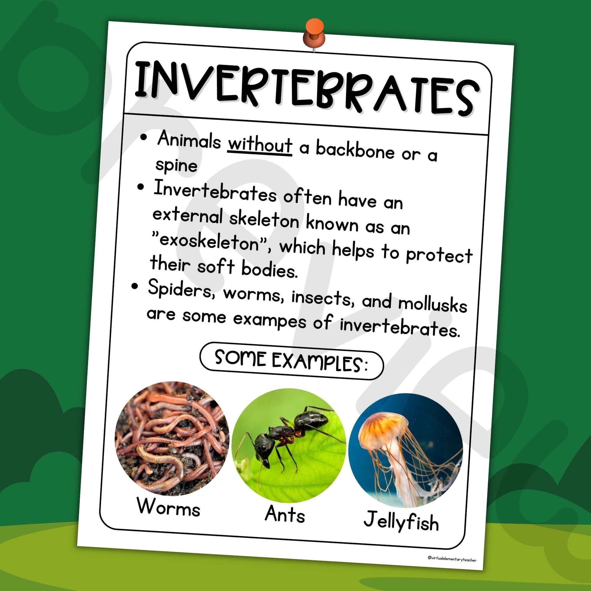 Vertebrate and Invertebrate Posters Animal Classification Anchor Charts ...