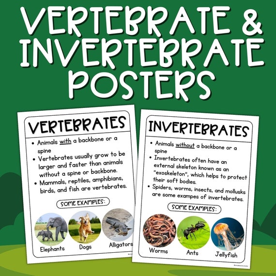 Invertebrates Classification For Kids