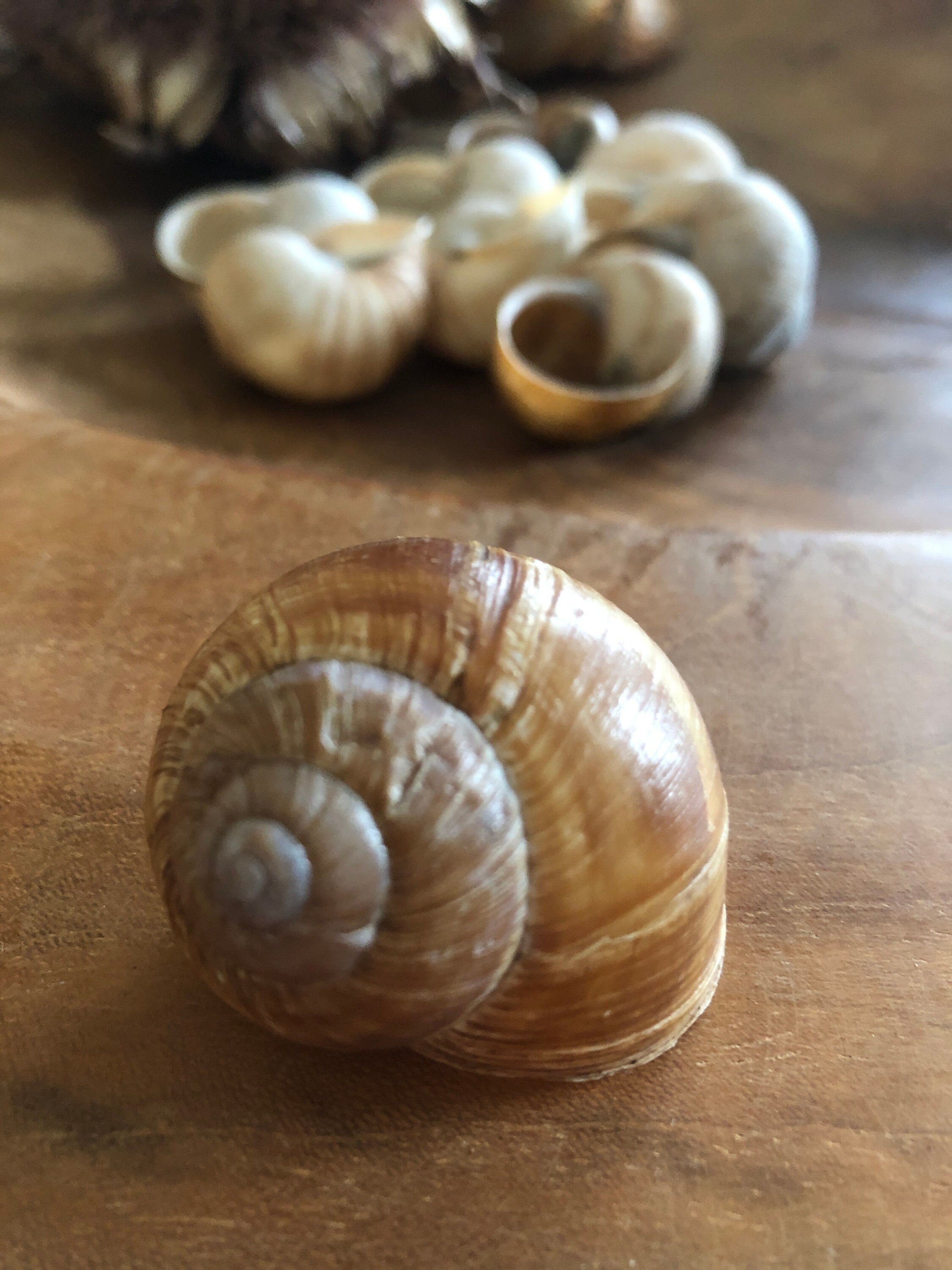 Snail Shells/crafts/table Decorations/decoration/all Year Round ...