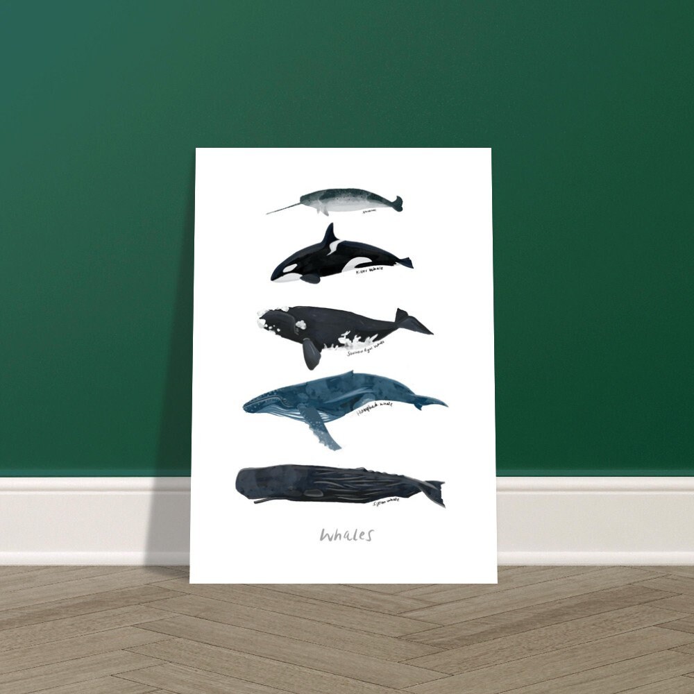 Whale Print, Whale Identification Chart, Ocean Poster, Nursery Poster ...