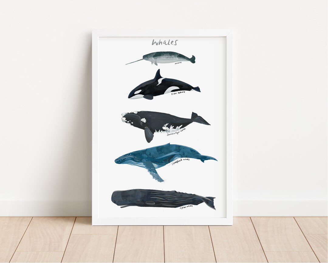 Whale Identification Chart I Ocean Wildlife Poster I Sea Life ...