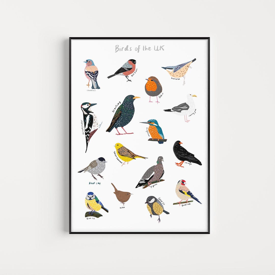 British Garden Birds I Bird Identification Chart I UK Bird Poster - Etsy