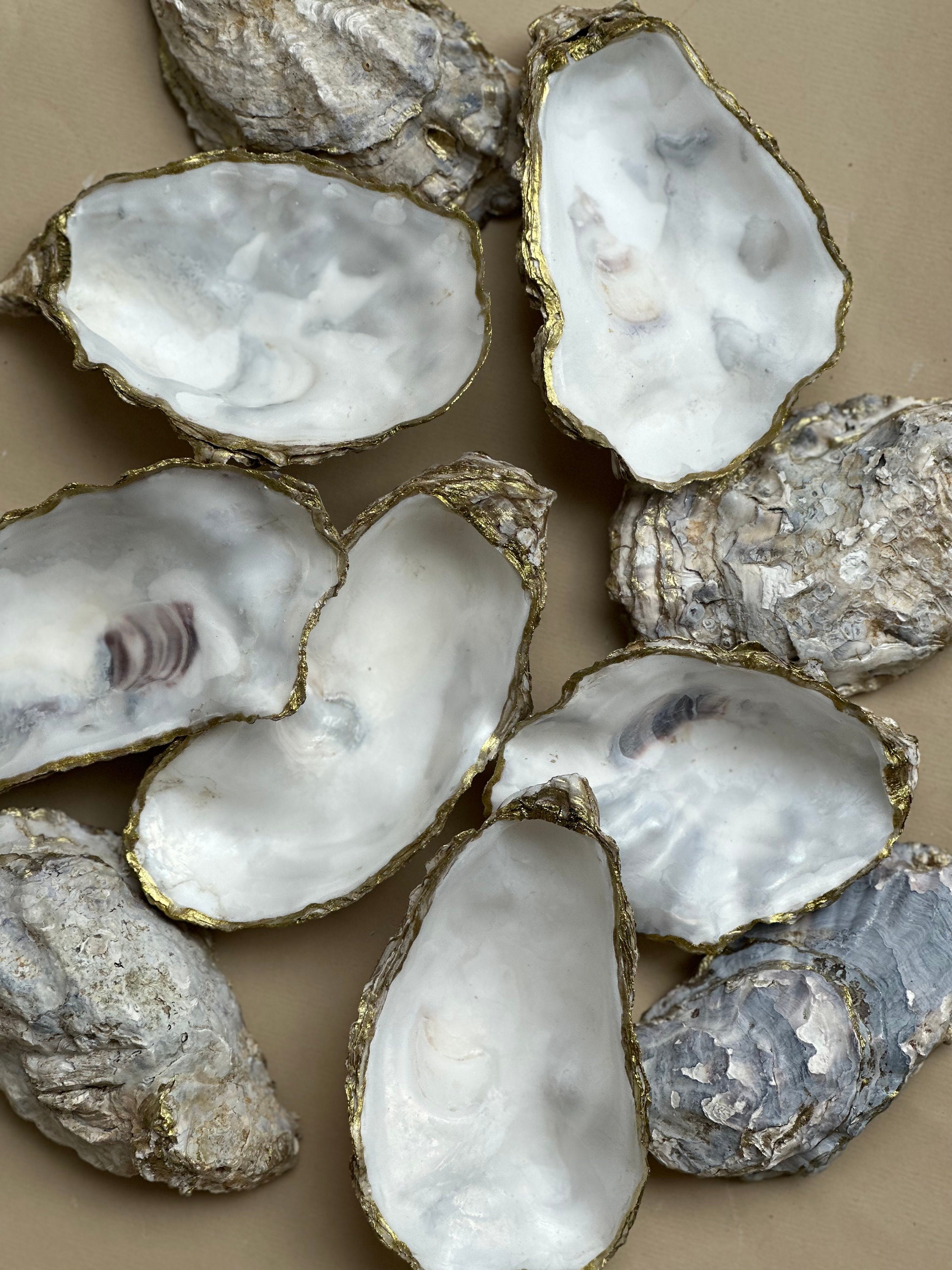 SHELL for VEGAN Beach Shell Crafts DIY - Etsy