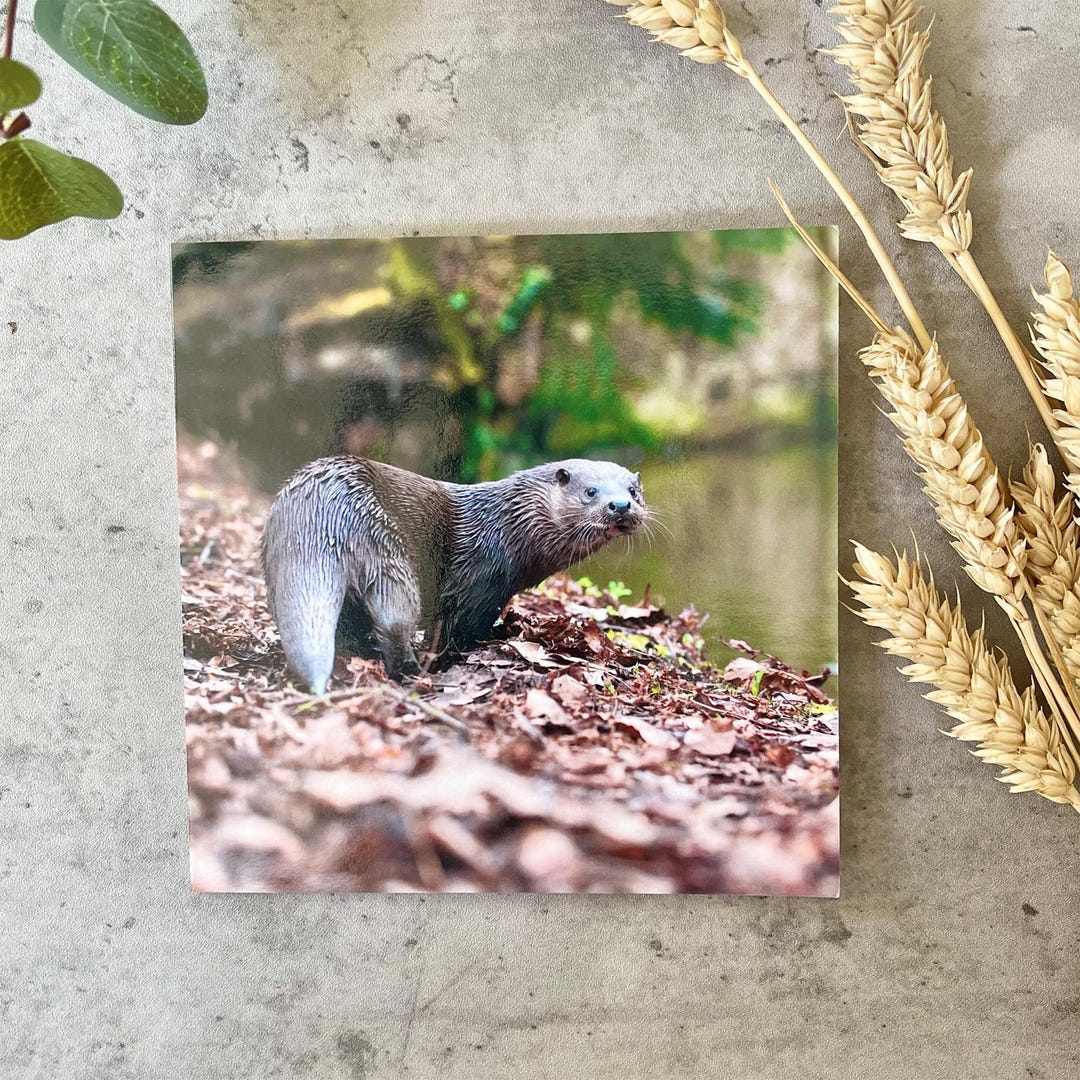 Otter Photo Greeting Card – Wildlife Photography | Nature Card | Thank ...