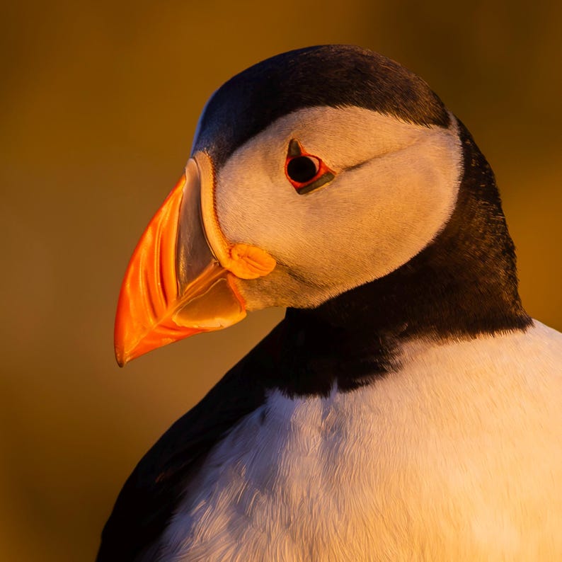 Puffin Photo Card Made in the UK | Greetings Card, Blank Card, Seashore ...