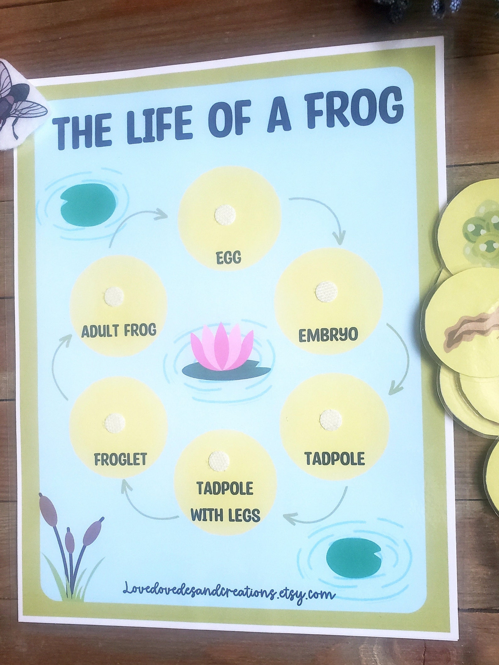 Life Cycle of a Frog Activity Life Cycle of a Frog Poster - Etsy