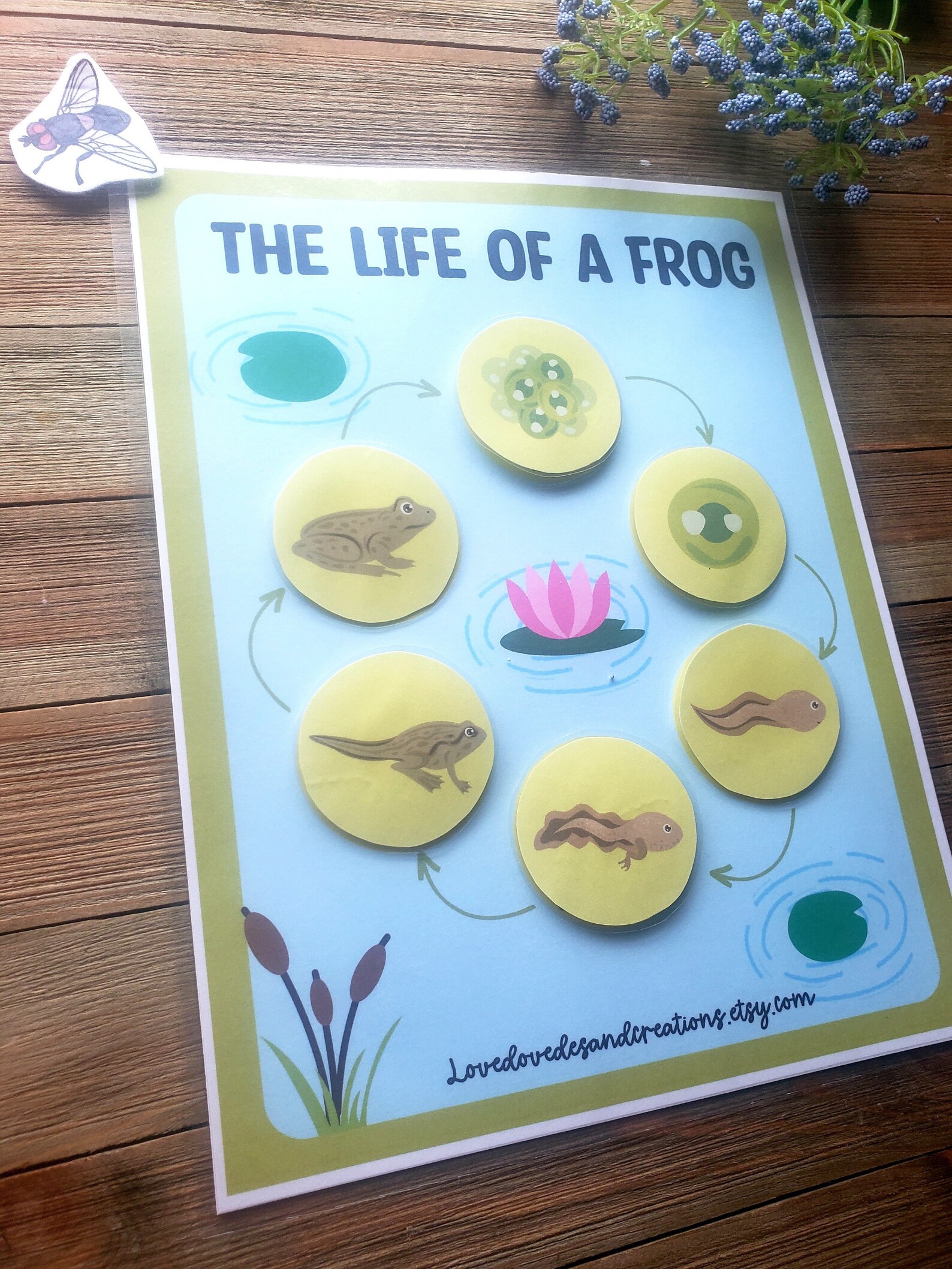 Life Cycle of a Frog Activity, Life Cycle of a Frog Poster, Science ...