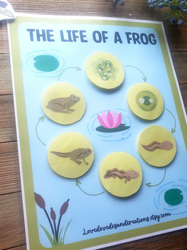 Life Cycle of a Frog Activity Life Cycle of a Frog Poster - Etsy