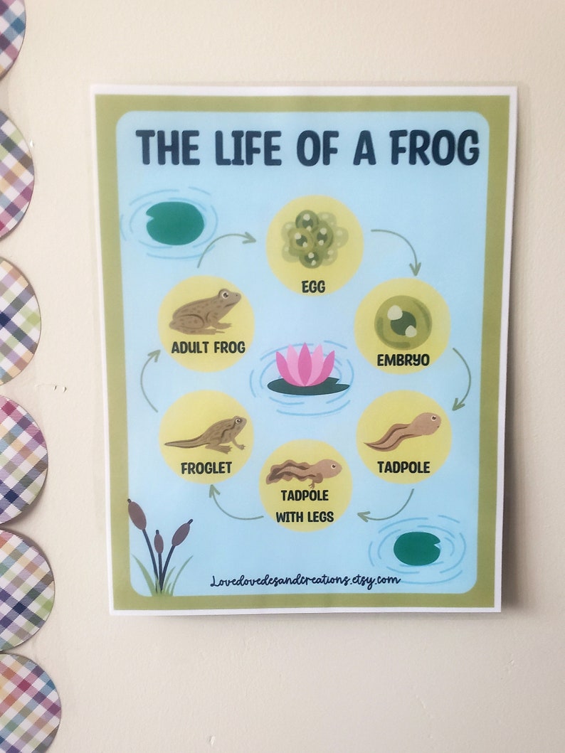 Life Cycle of a Frog Activity, Life Cycle of a Frog Poster, Science ...