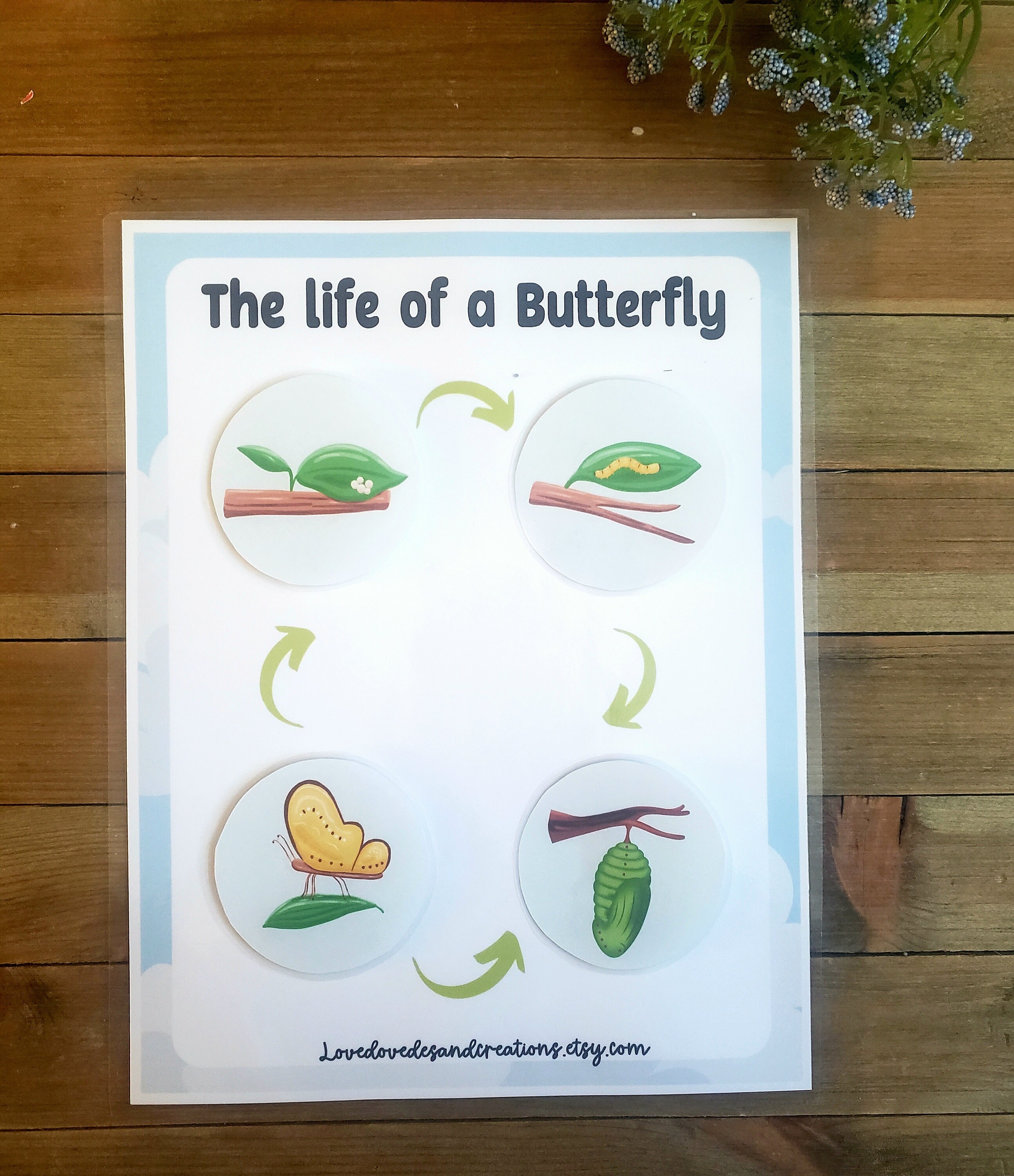 Life Cycle of a Buttefly Activity Life Cycle of a Butterfly - Etsy