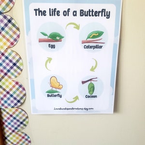 Life Cycle of a Buttefly Activity, Life Cycle of a Butterfly Poster ...