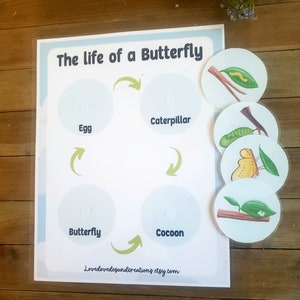 Life Cycle of a Buttefly Activity, Life Cycle of a Butterfly Poster ...