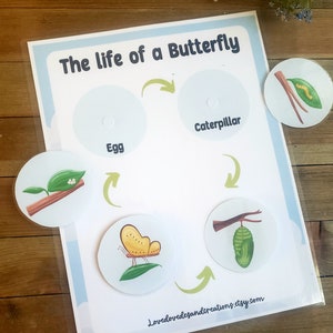 Life Cycle of a Buttefly Activity, Life Cycle of a Butterfly Poster ...