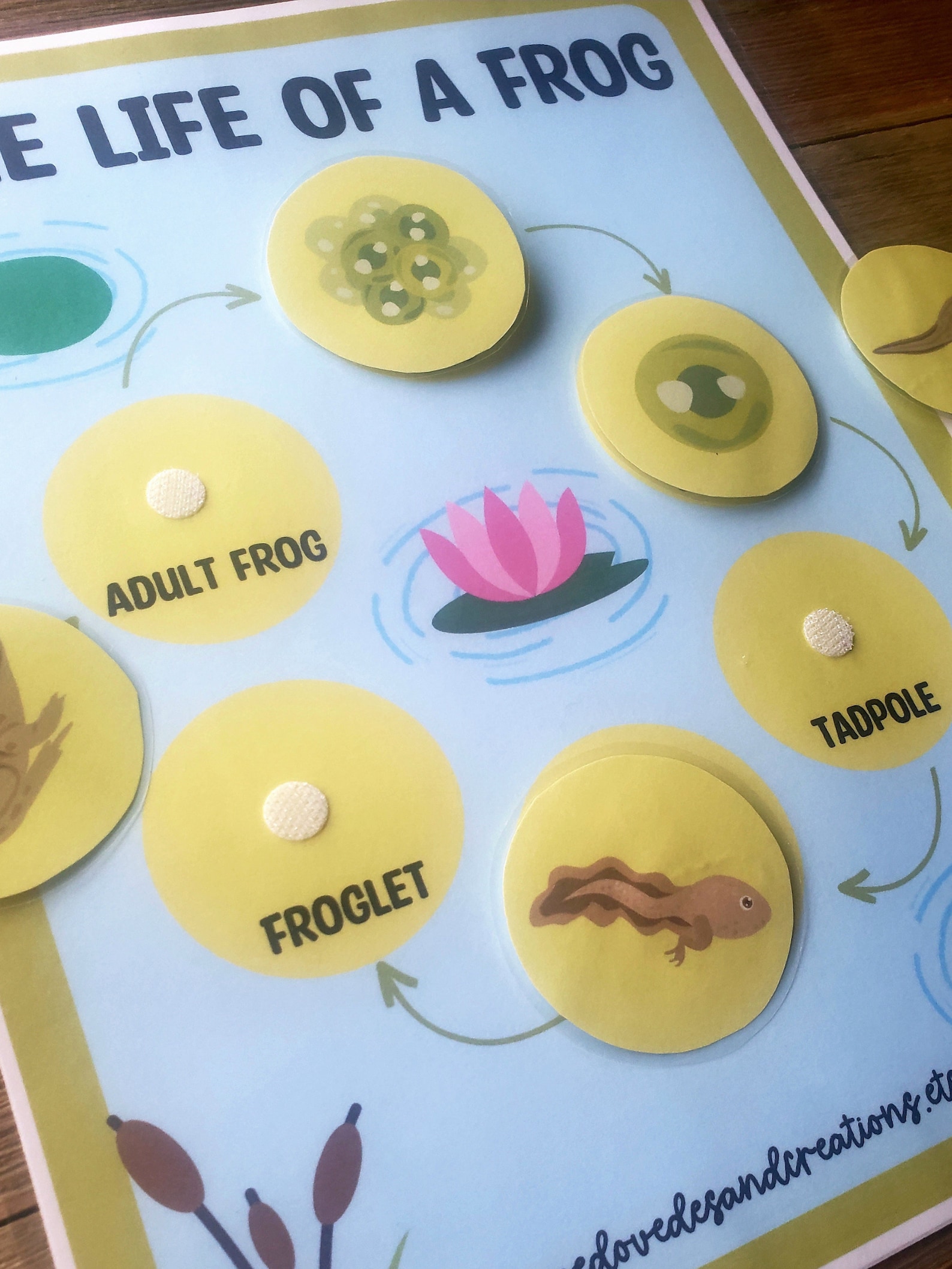 Life Cycle of a Frog Activity Life Cycle of a Frog Poster - Etsy