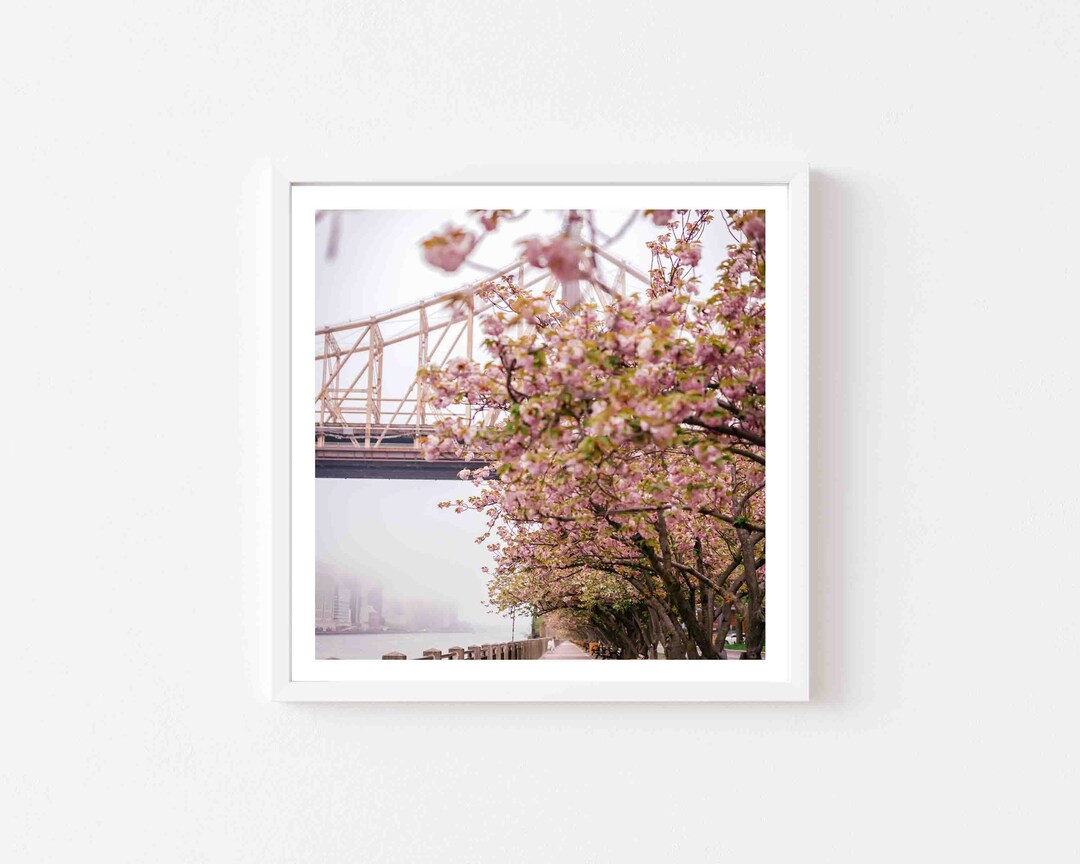 New York Photography 5x5 Print, Roosevelt Island Cherry Blossom Season ...