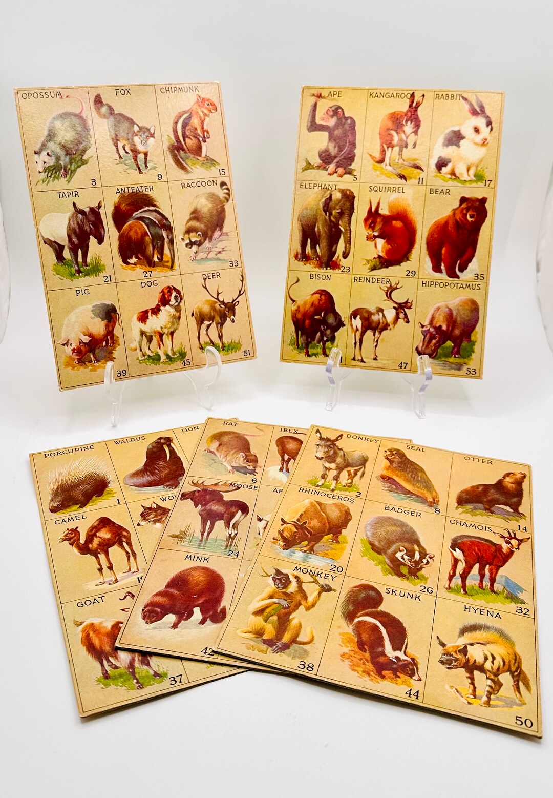 Vintage 1940s Animal Flash Cards Set, 5 Realistic Illustration ...