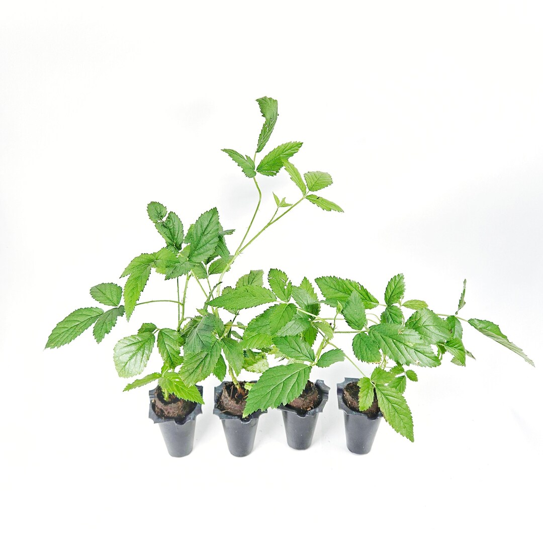 4 Rare White Blackberry Plant Starts | Snowbank Berry Collection - Etsy