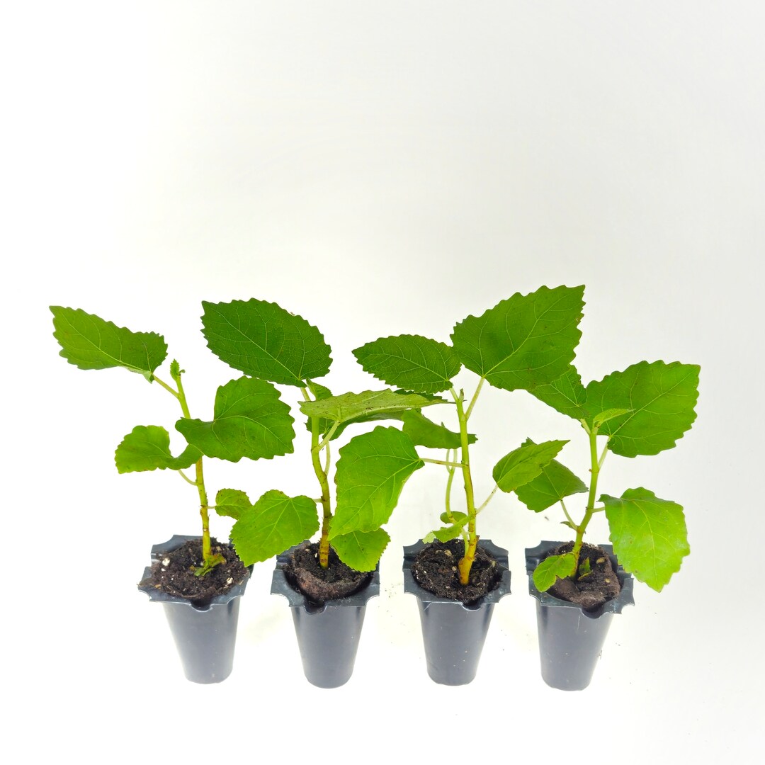 4 Baby Fig Tree Starters | "celeste" Cultivar - Sweet, Traditional ...