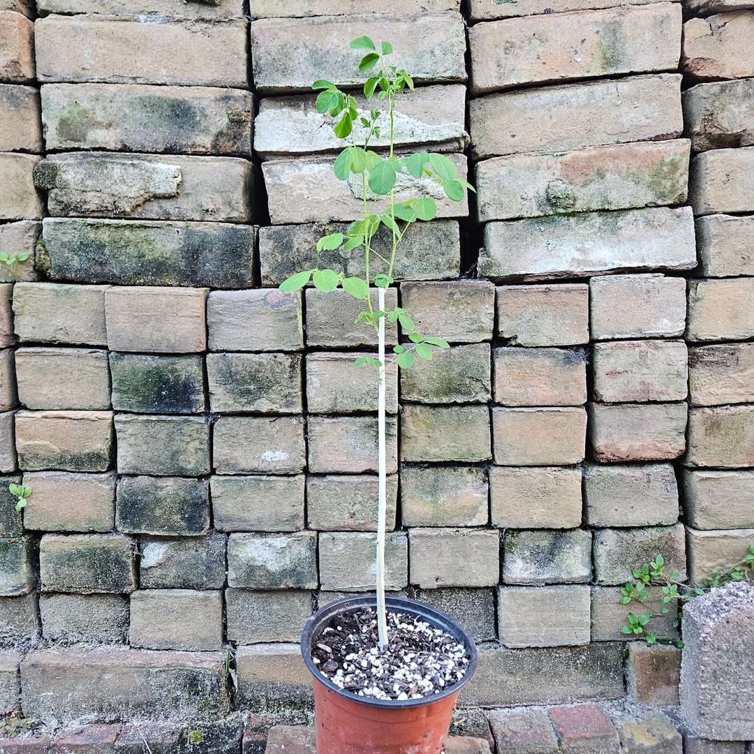 Dwarf Moringa in 6 Inch Pot dwarf Cultivar - Etsy
