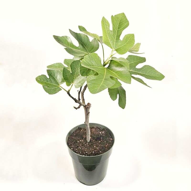 Dwarf Fig Tree - Etsy
