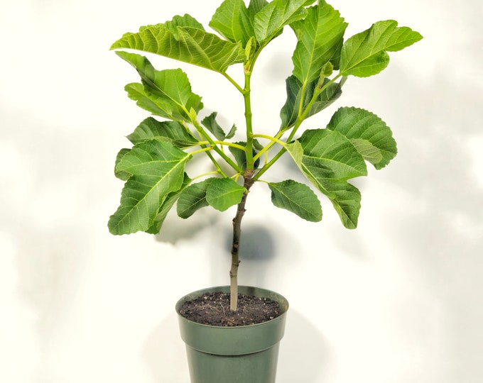 Lattarula Italian Honey Fig Tree - Etsy