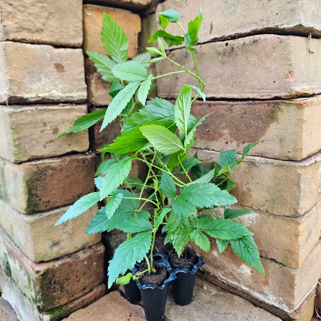 4 Rare White Blackberry Plant Starts Snowbank Berry Collection - Etsy