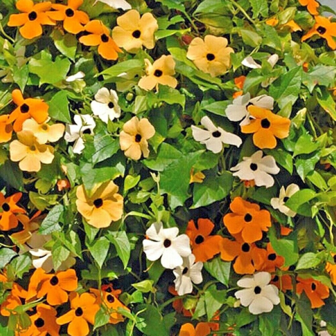 Black Eyed Susan, Hardy Perennial Climbing Flower Thunbergia Alata ...