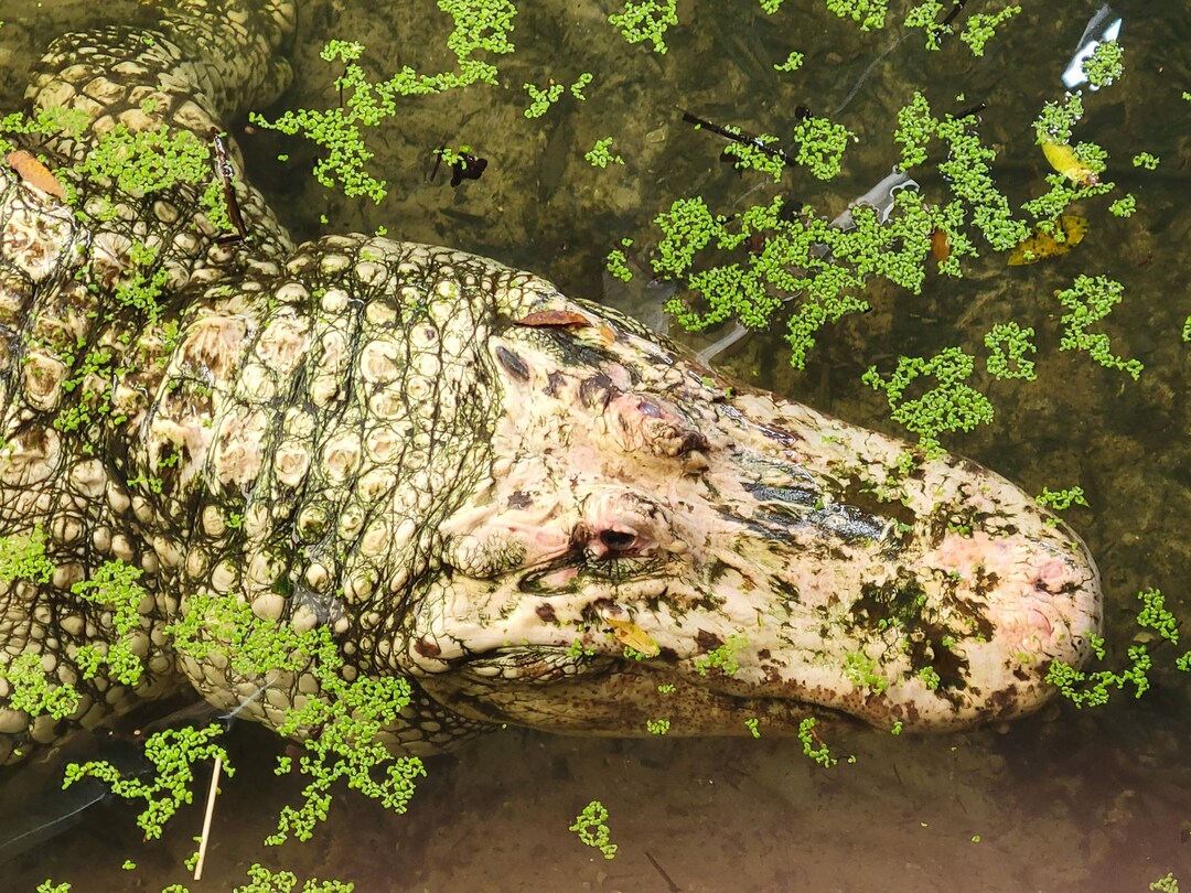 Jigsaw Puzzle Albino Alligator Gator 252 or 520 Pieces - Etsy