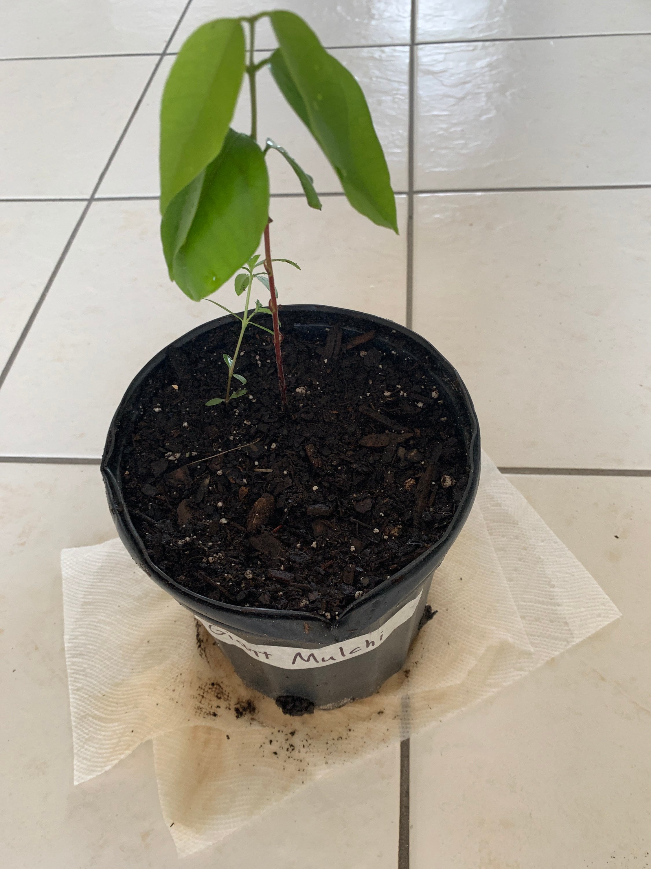 Giant Mulchi rare - Etsy