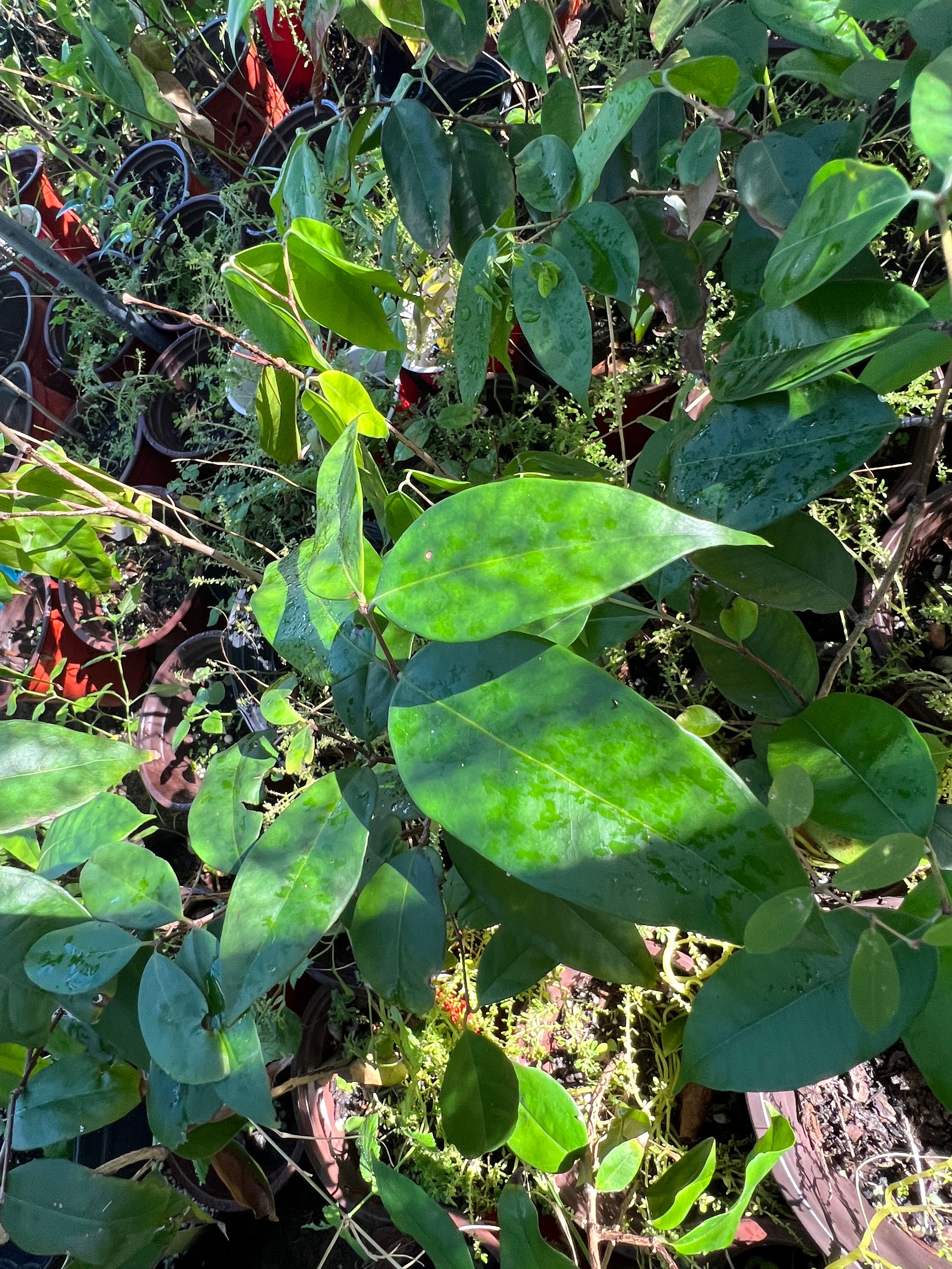 Giant Mulchi rare - Etsy