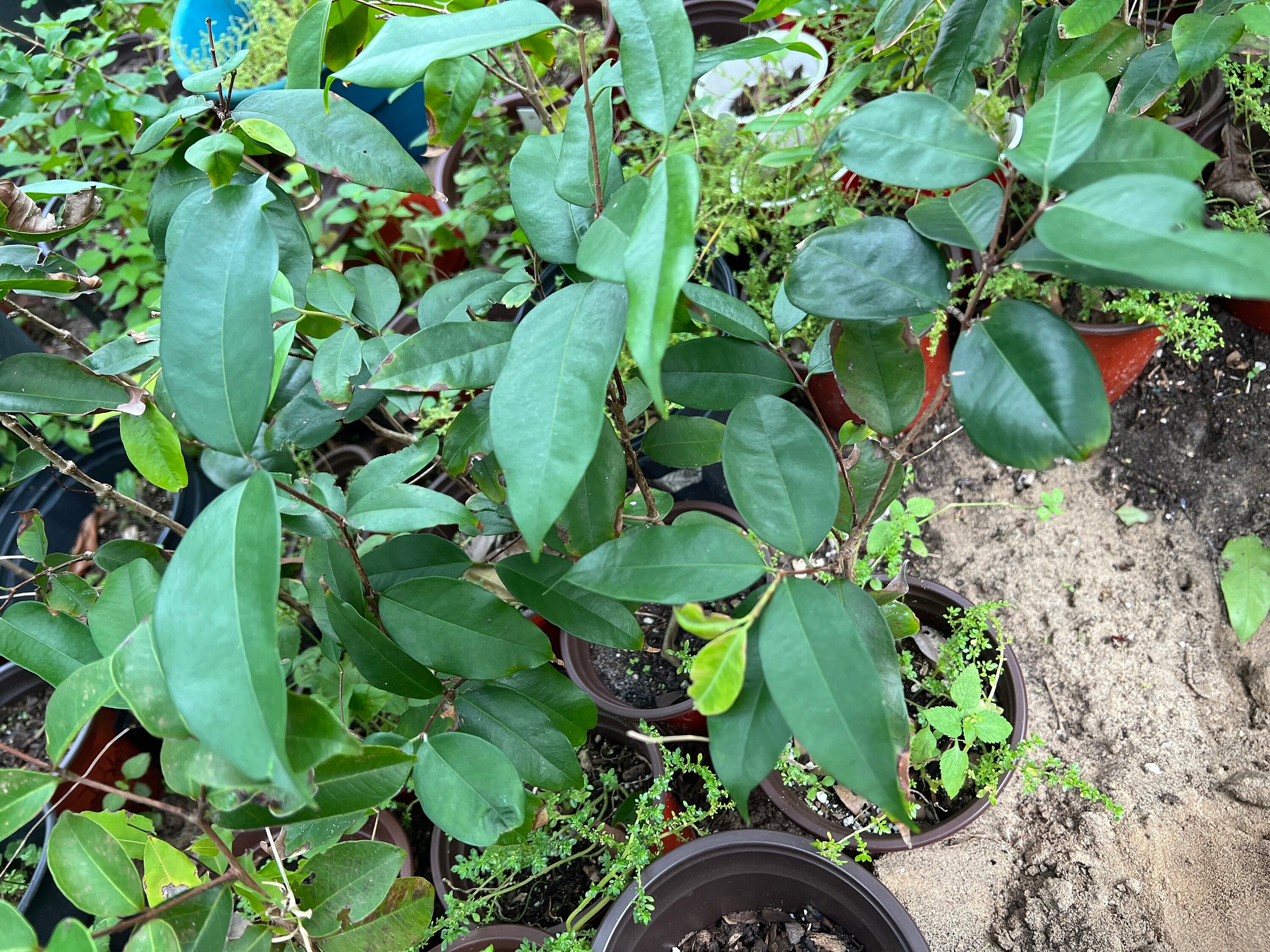 Giant Mulchi rare - Etsy