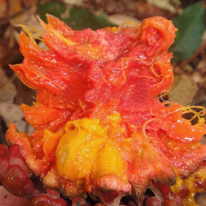 Duguetia Yara! Yara! Fresh Seeds! Ultra Tropical! - Etsy