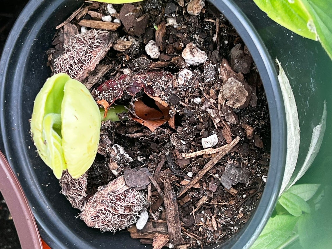 Detarium Senegalese - Etsy