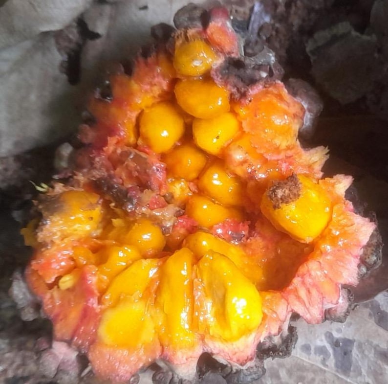Duguetia Yara! Yara! Fresh Seeds! Ultra Tropical! - Etsy