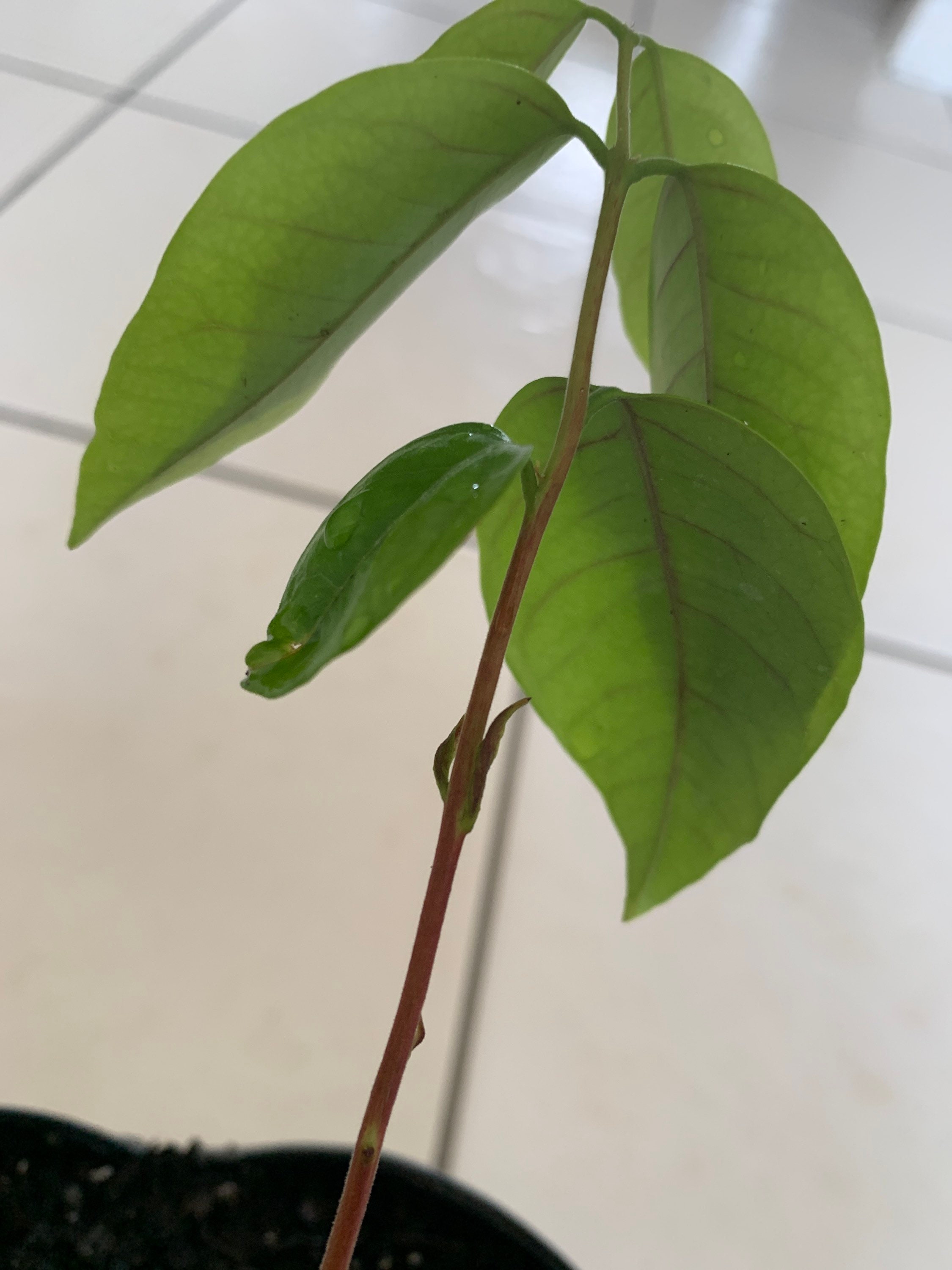 Giant Mulchi rare - Etsy