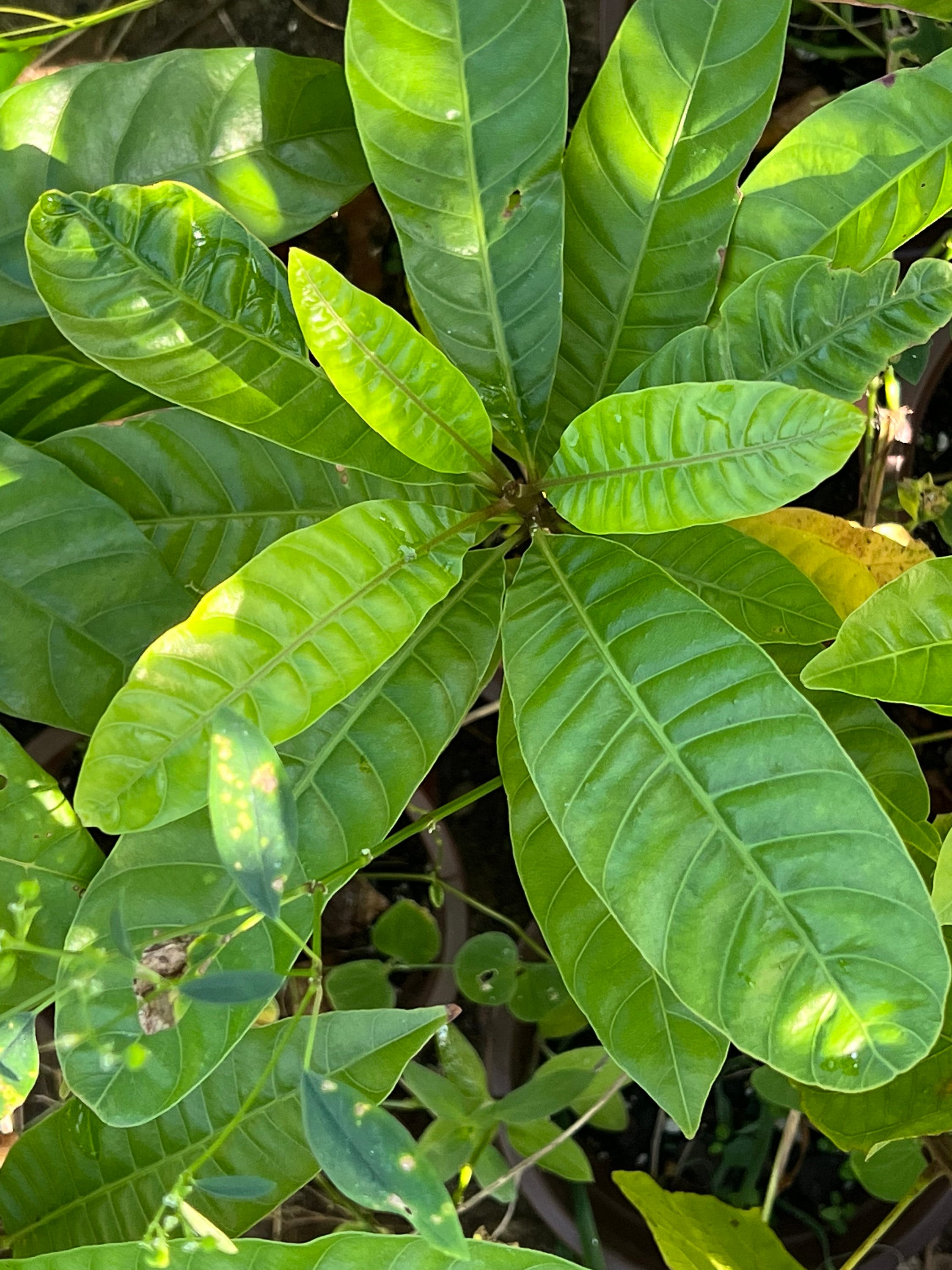 Creamy Ross Sapote (plant 2 Feet+) 5 Years Old! - Etsy