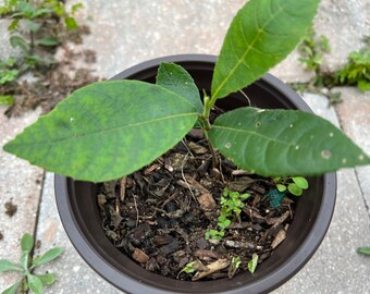 Marang Artocarpus Odoratissimus Terap Borneo Tropical Fruit Potted Tree ...