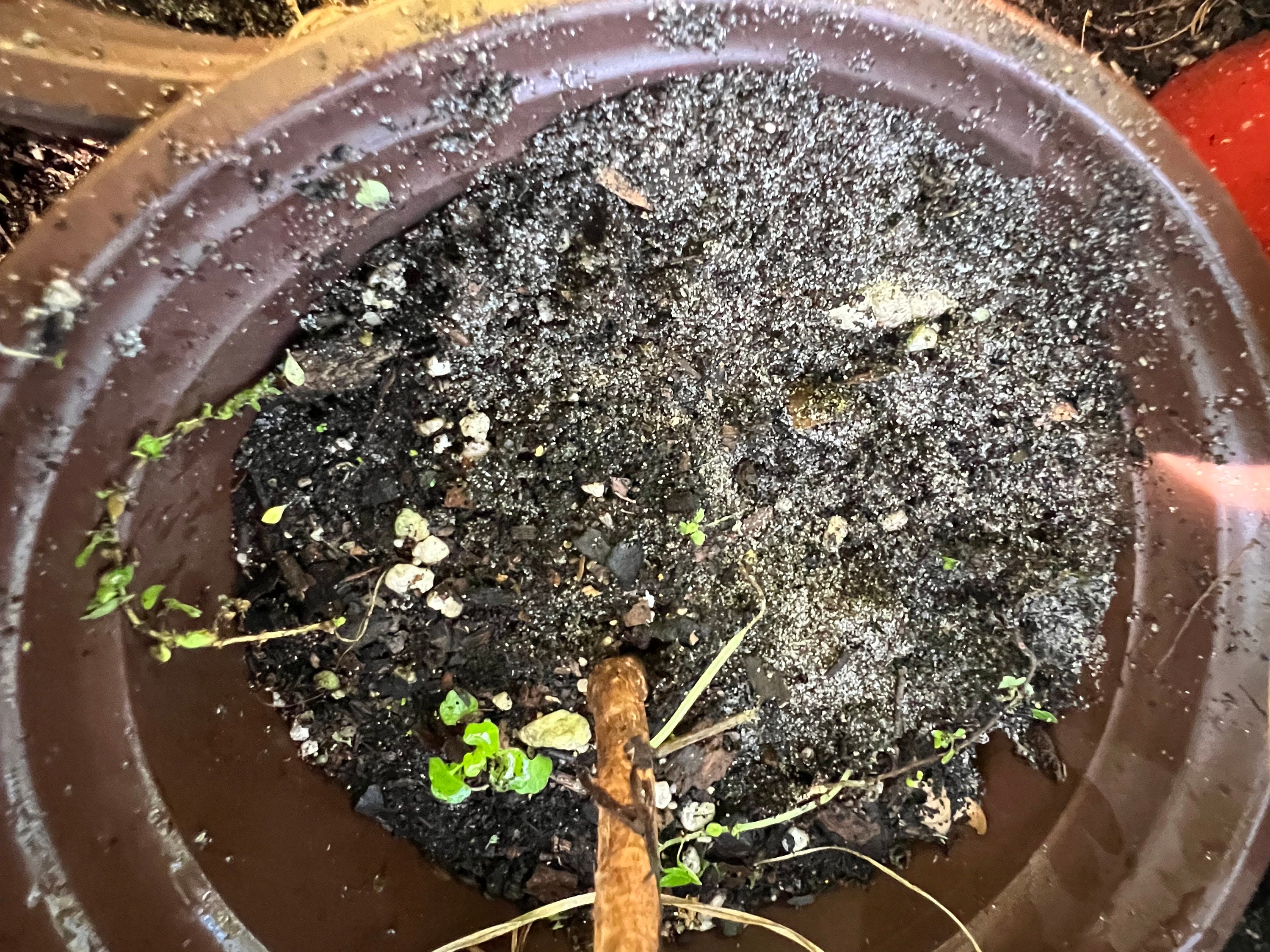 Giant Mulchi rare - Etsy