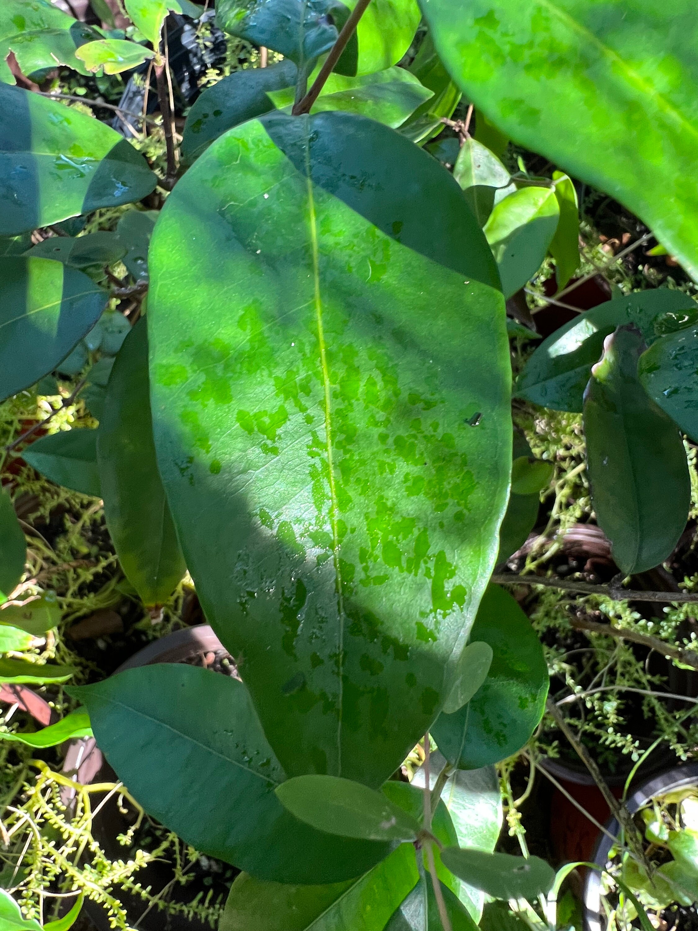 Giant Mulchi rare - Etsy