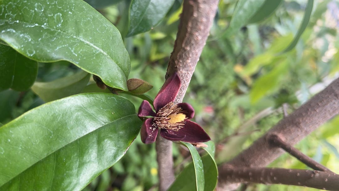 Ruby Star Magnolia Cuttings: Purple Cream Fragrant Flower - Shade ...