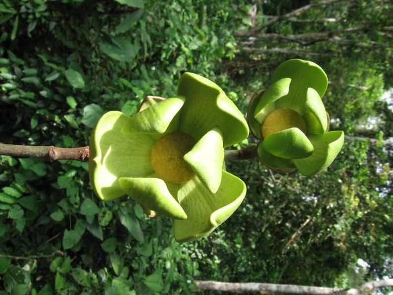 Rare Tropical Fruit Seed, Fruit Plant, Scion, & Spore Variety Pack (one ...