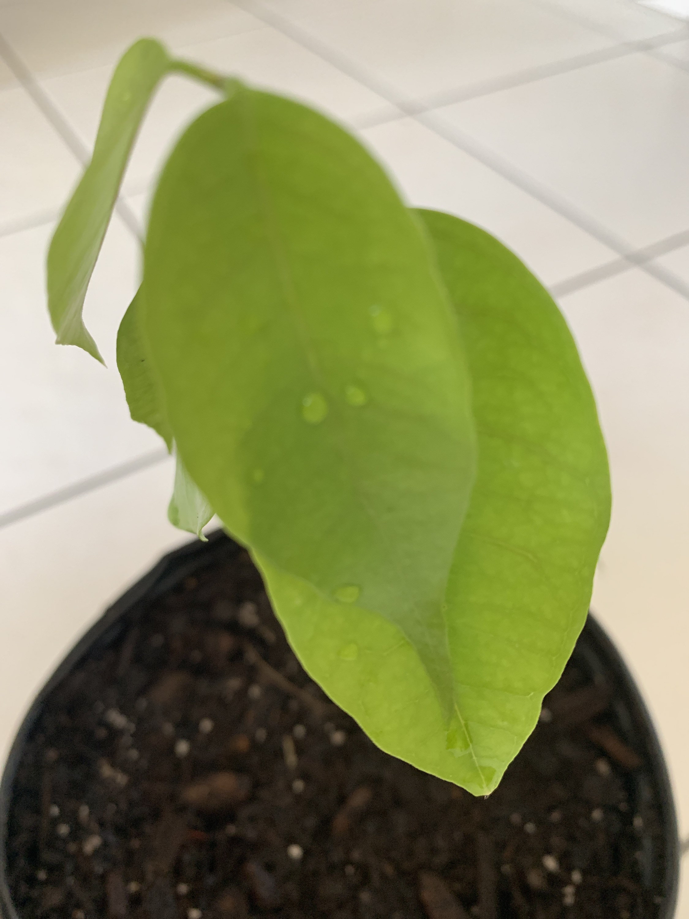 Giant Mulchi rare - Etsy