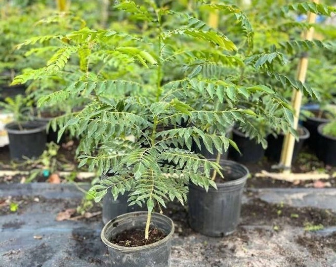 Indian Curry Leaves Tree Murraya Koenigii (4 Feet) - Etsy