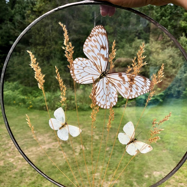Pressed Butterflies - Etsy