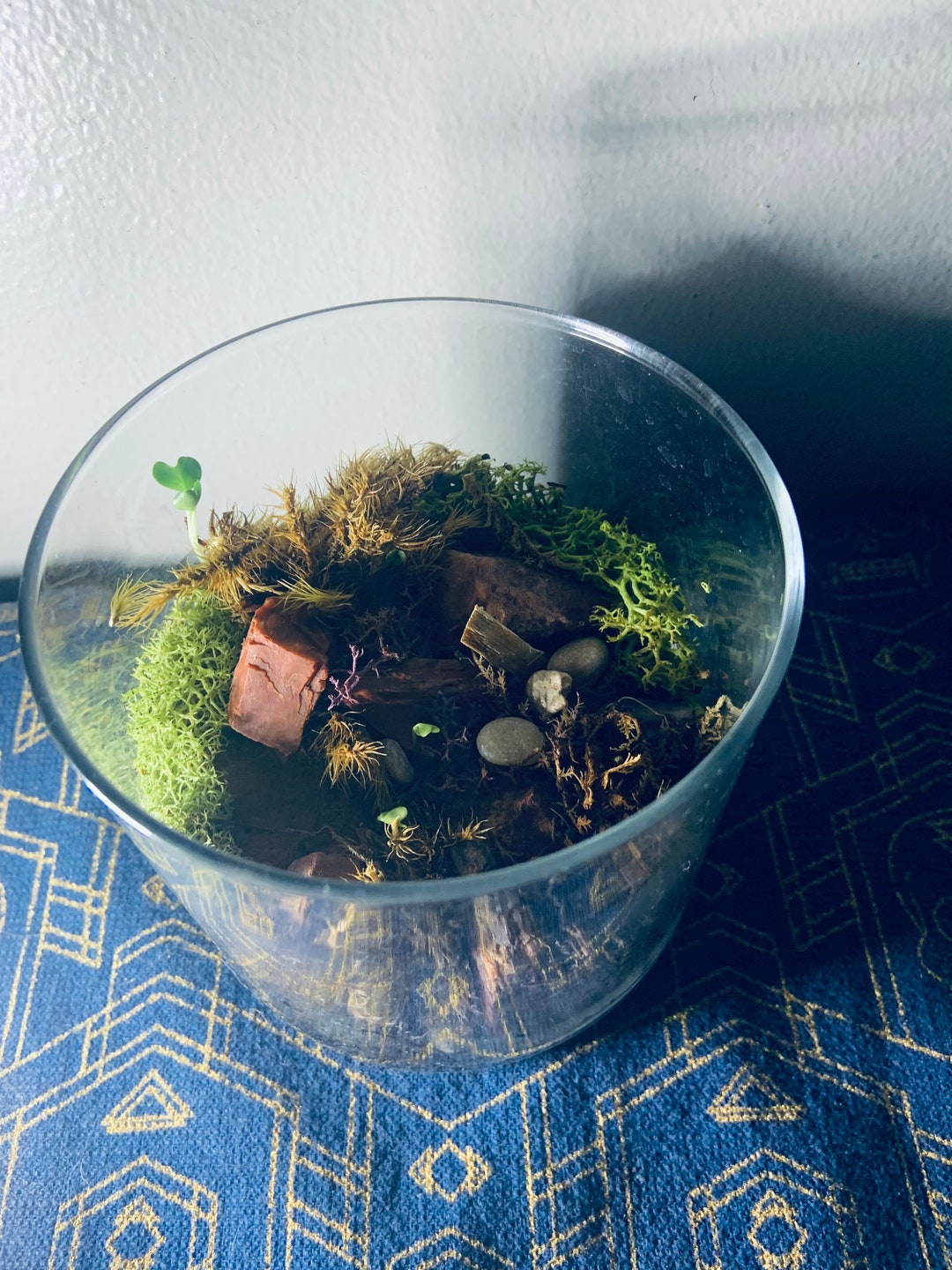 Small Terrarium - Etsy