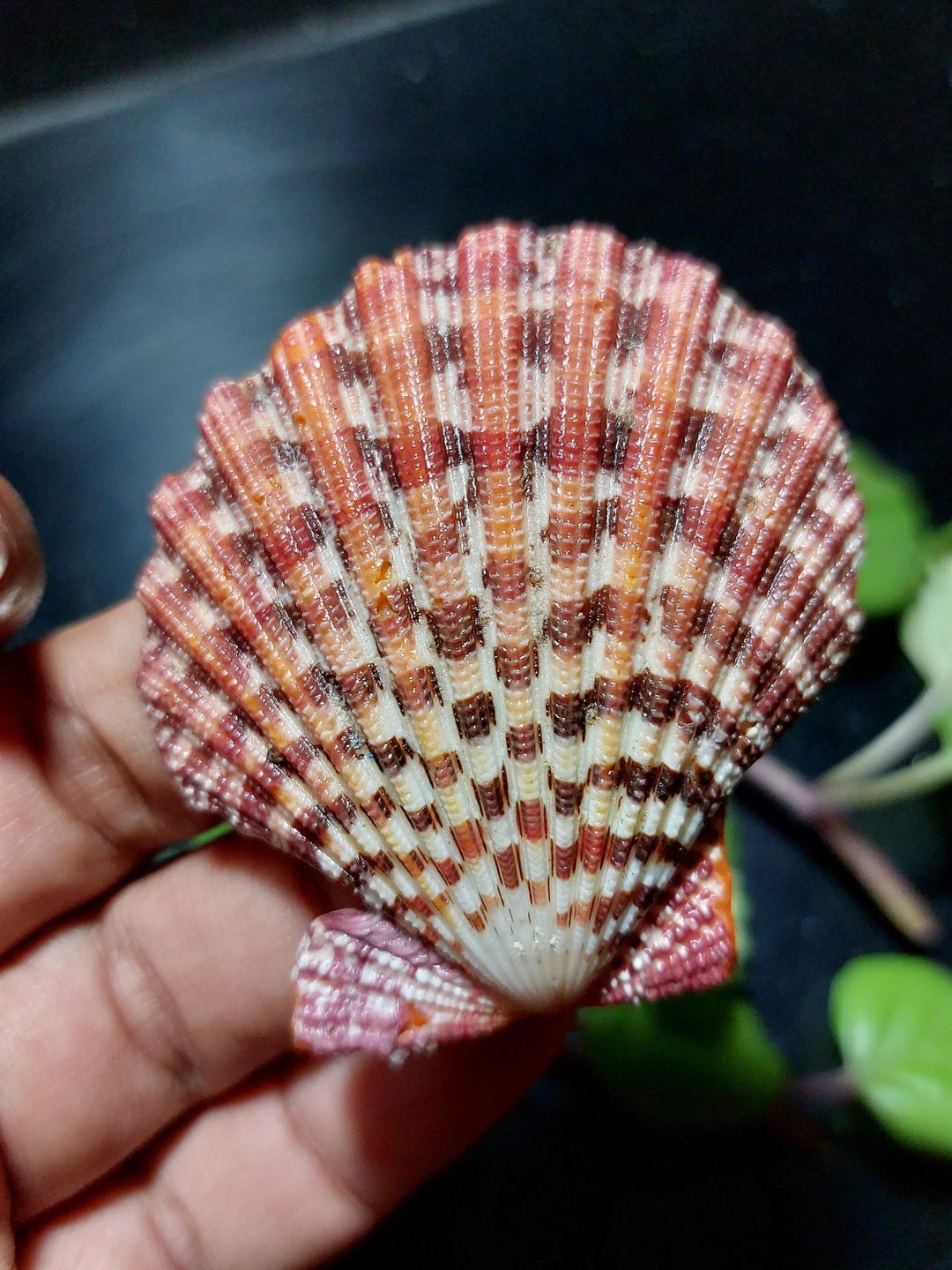 Pecten Pallium Seashell 55 Mm – Natural Scallop Shell for Coastal Decor ...