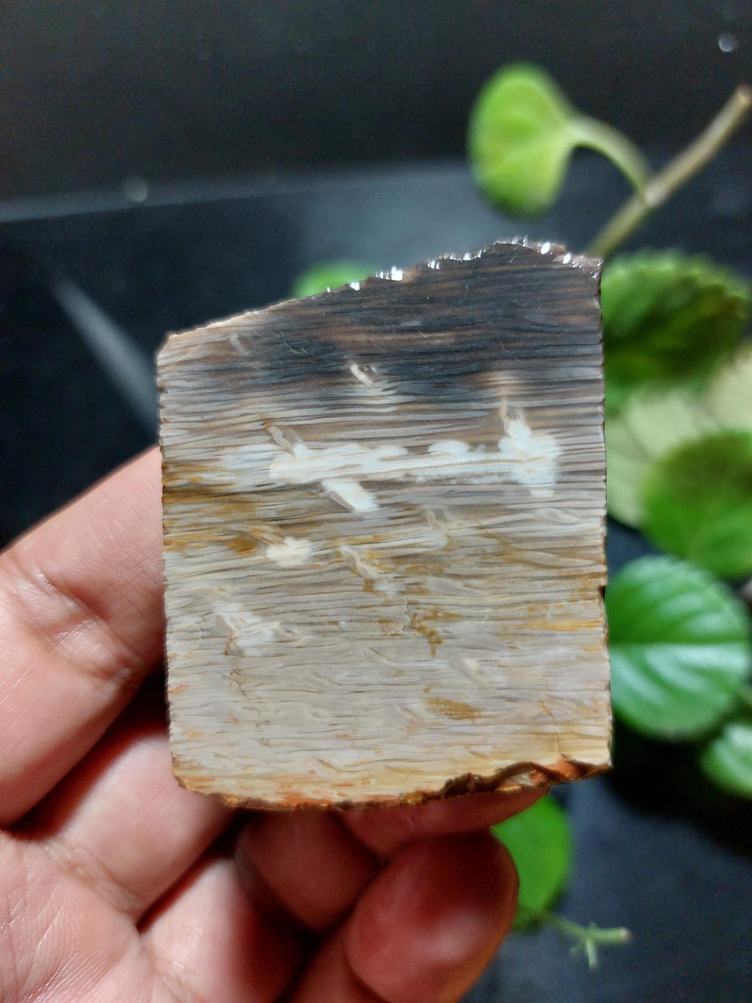 Petrified Palm Wood Slab for Lapidary Unpolished - Etsy