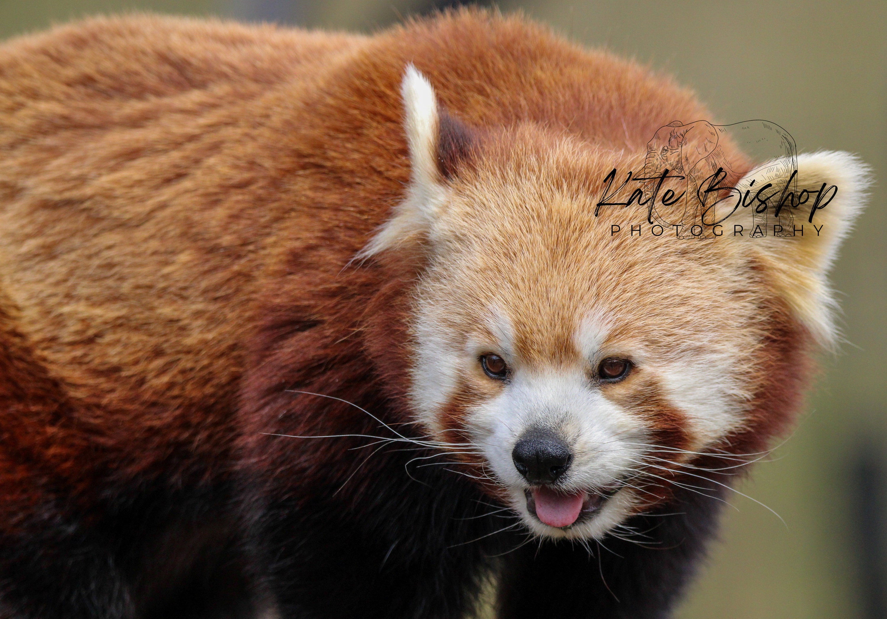 Nam Pang, Red Panda Photograph A4 Print - Etsy