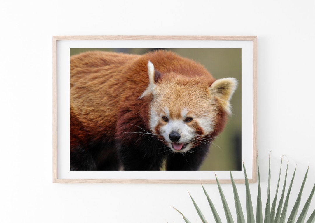 Nam Pang, Red Panda Photograph A4 Print - Etsy